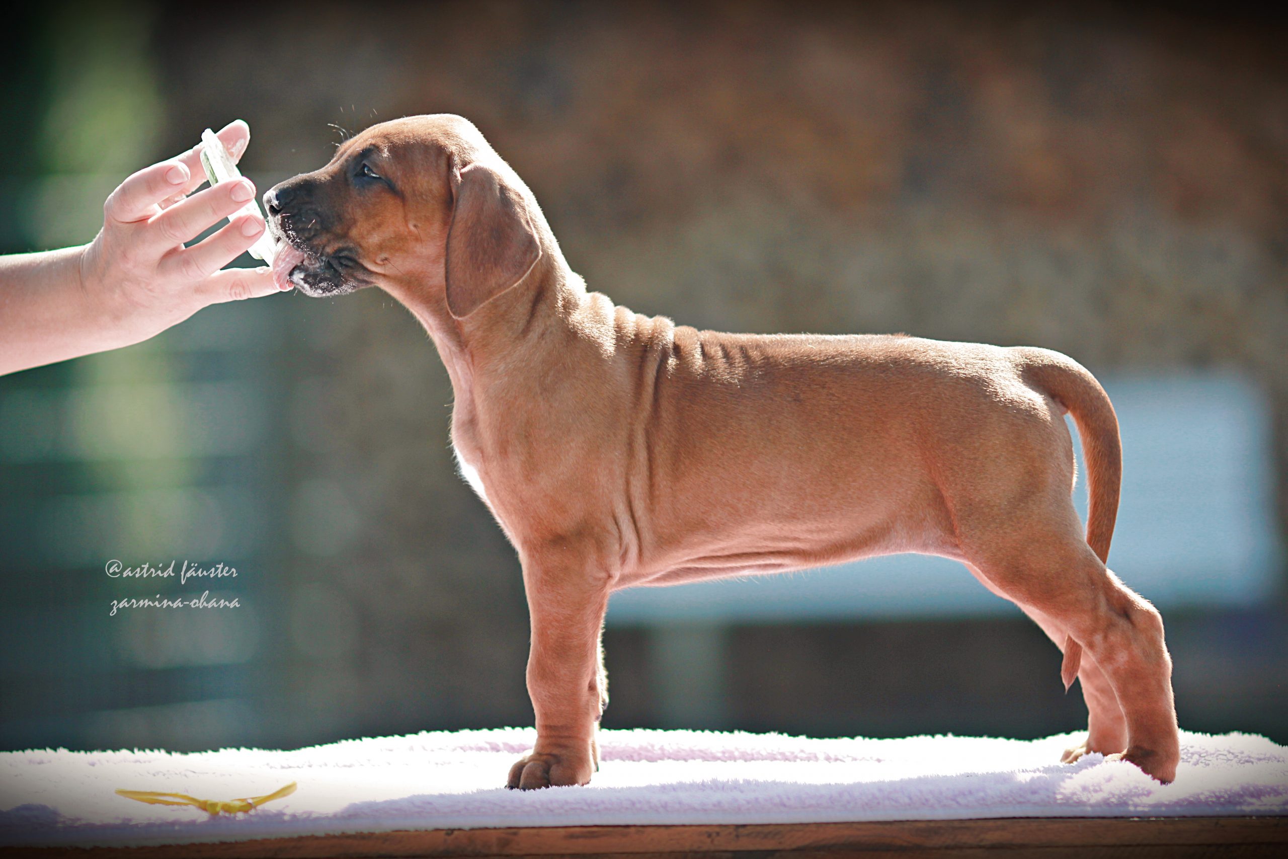 Neues - Zarmina Ohana